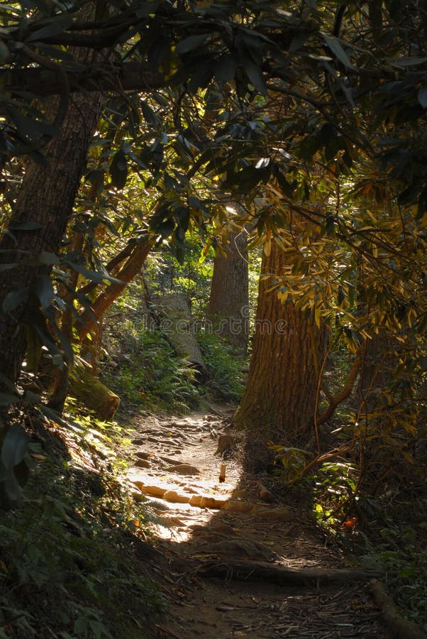 Pathway in the forest stock photo. Image of casting, autumn - 11984048
