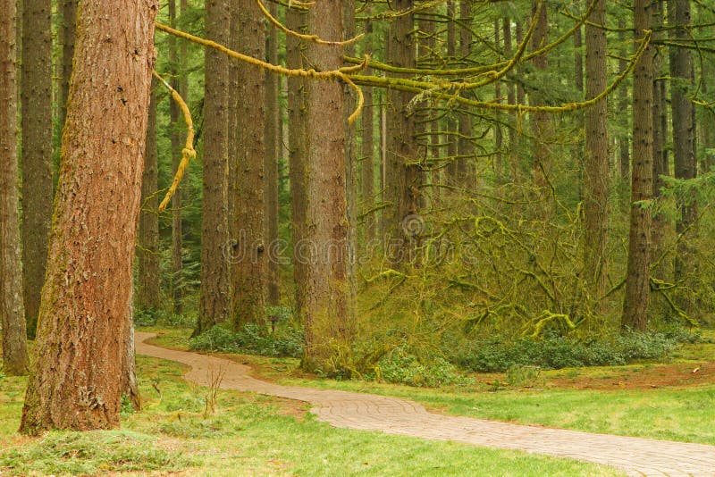 Pathway into the Forest stock image. Image of nature, foliage - 5247895