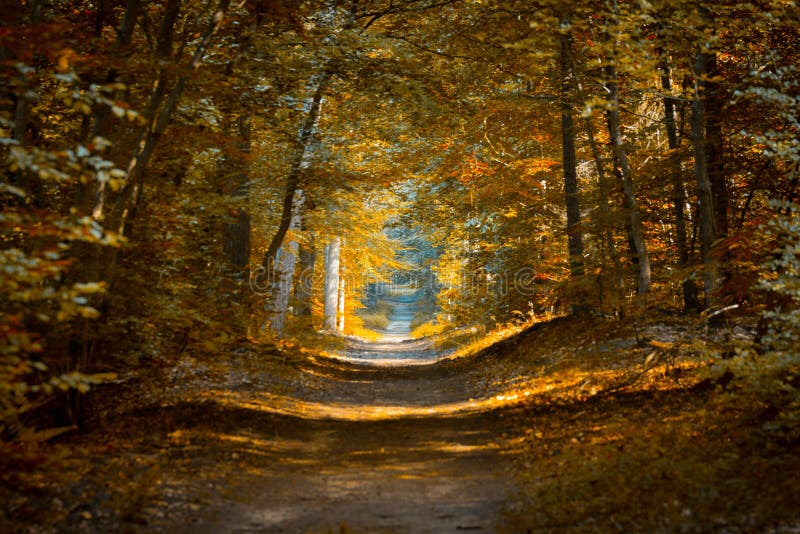 Pathway into the Forest by an Automn Day Stock Image - Image of ...