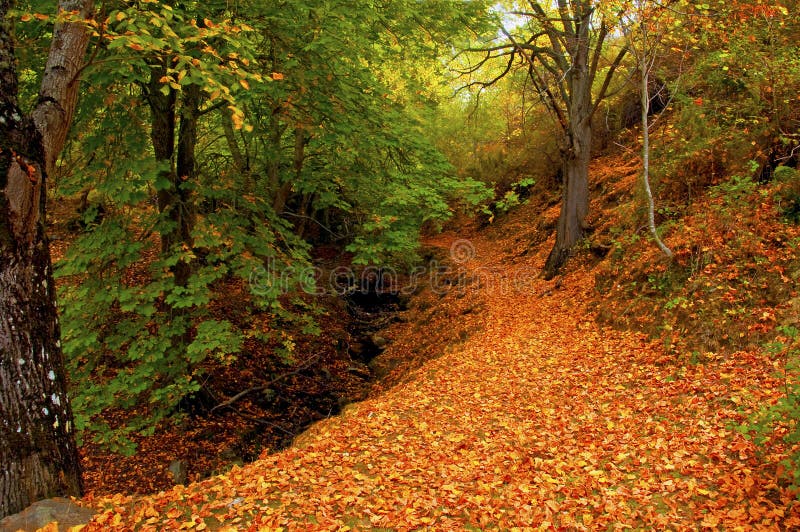 Pathway in the Forest Autumn Stock Image - Image of leaf, relax: 11544887