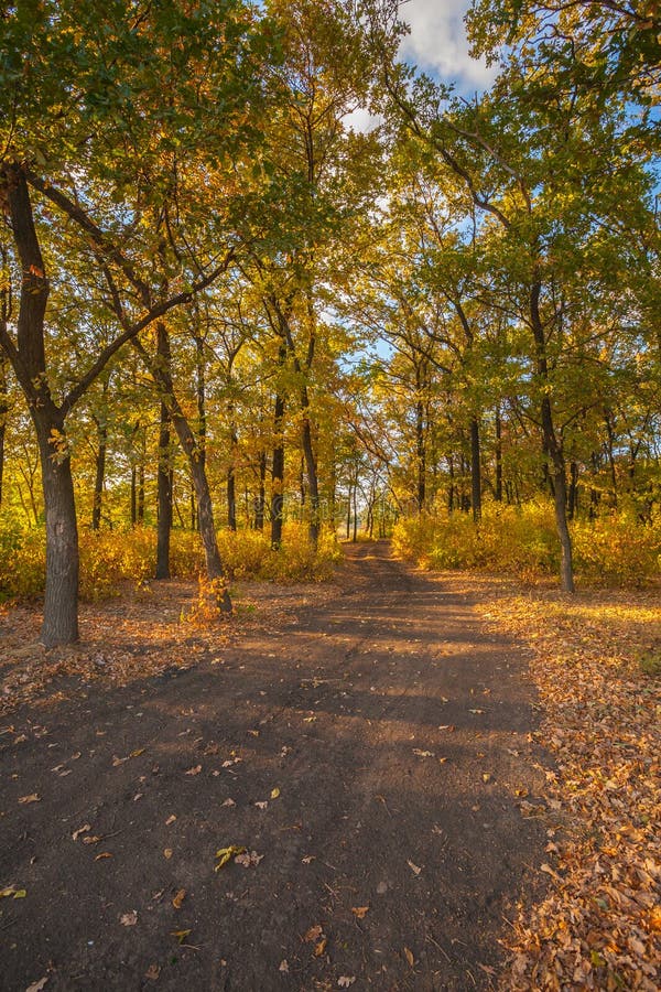 Pathway in the forest stock image. Image of leaf, pathway - 33169105