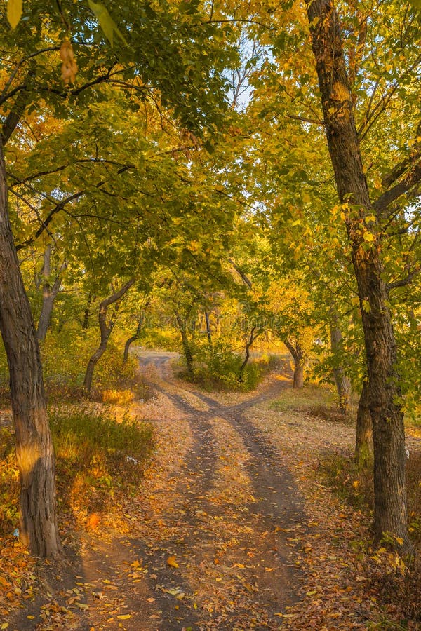 Pathway in the forest stock photo. Image of abstract - 33169120
