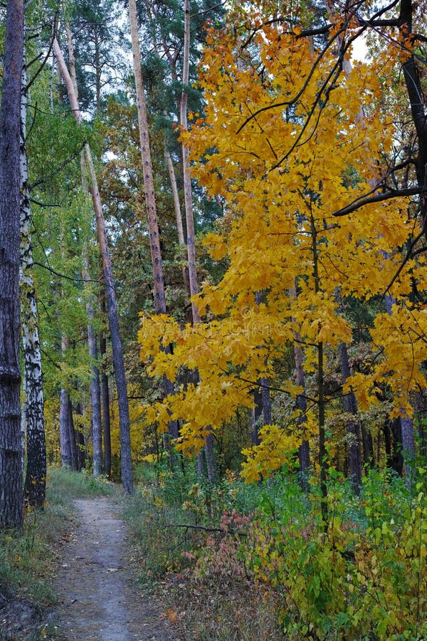 Pathway in the forest stock photo. Image of fall, orange - 34156920