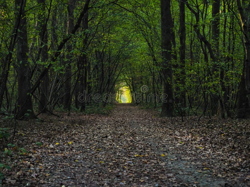 Pathway in a Forest in Autumn Stock Photo - Image of landscape ...