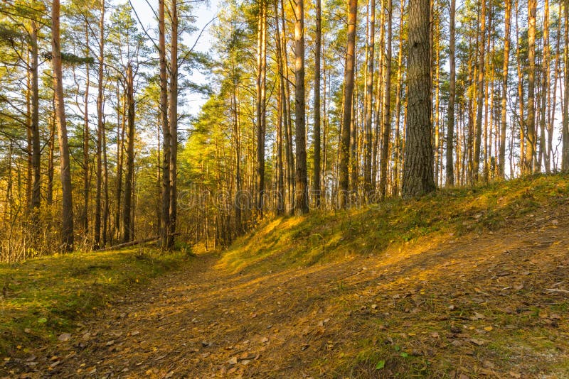 Pathway in the Forest at Autumn. Autumn Nature of Belarus Stock Image ...