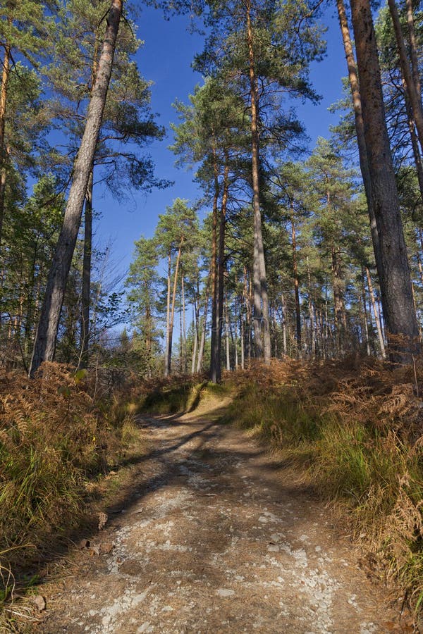 Pathway in a Forest in Autumn Stock Image - Image of leaves, kamnik ...