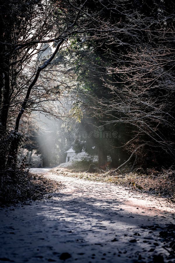 Pathway in the Forest Covered with Snow with Wall Trees on the Side ...