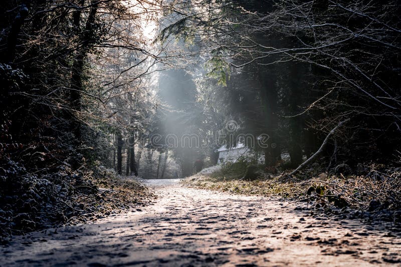Pathway in the Forest Covered with Snow with Wall Trees on the Side ...