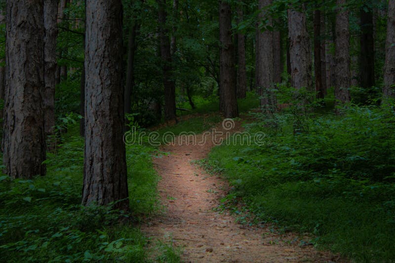 A pathway into the forest stock photo. Image of nature - 185178296