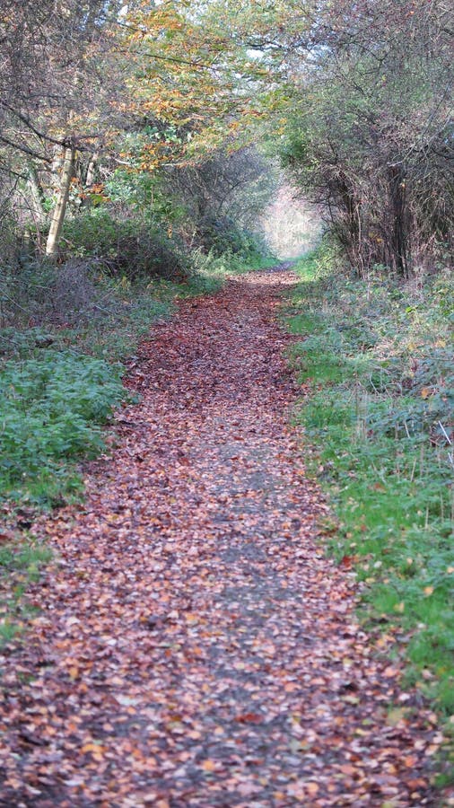 Pathway in the Forest with Fallen Leaves on the Ground Stock Photo ...
