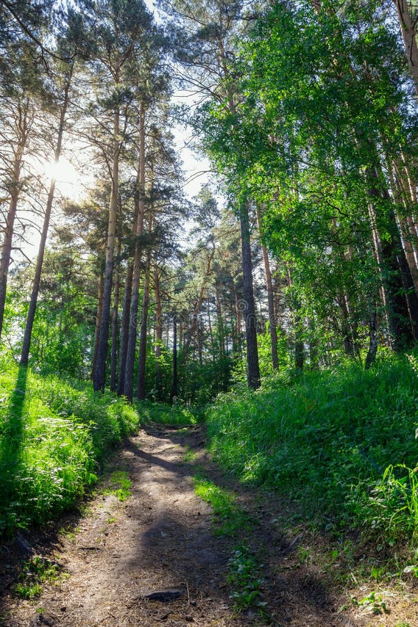 Pathway through the forest stock photo. Image of green - 73523882