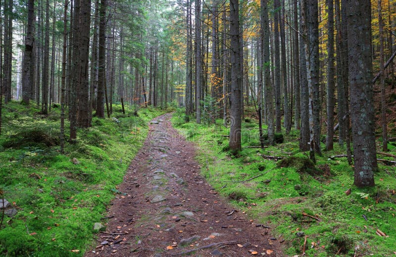 Pathway in forest stock photo. Image of mossy, beautiful - 256922432