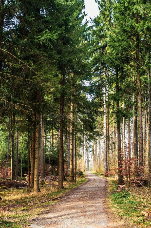 Pathway in the Forest with Green Trees Stock Image - Image of calm ...