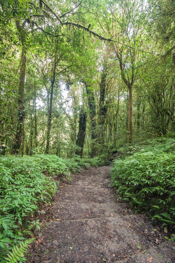 Pathway in the forest. stock image. Image of plant, countryside - 47779049