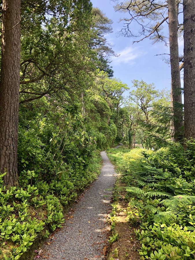 Pathway through Forest in Ireland Stock Image - Image of national, list ...