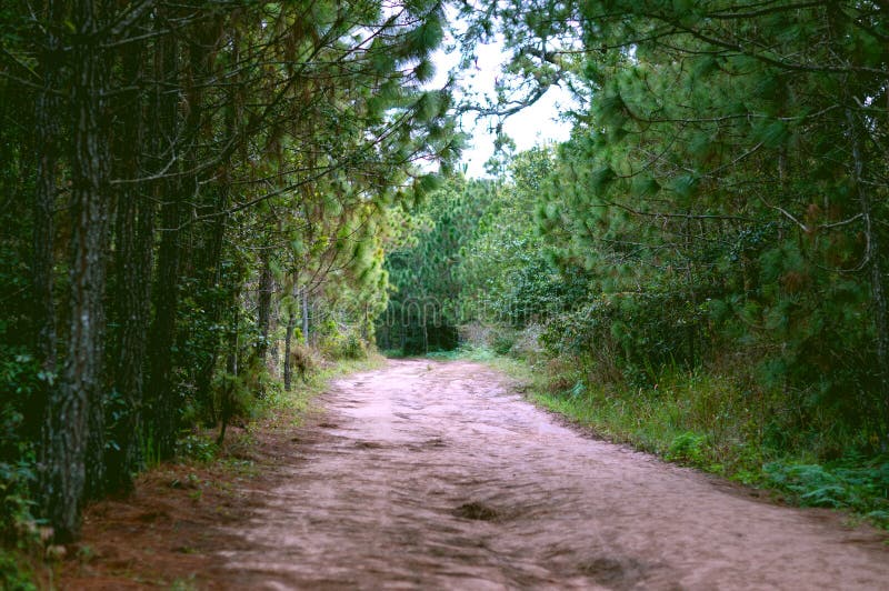 Pathway in the Forest Landscape Stock Image - Image of natural, summer ...