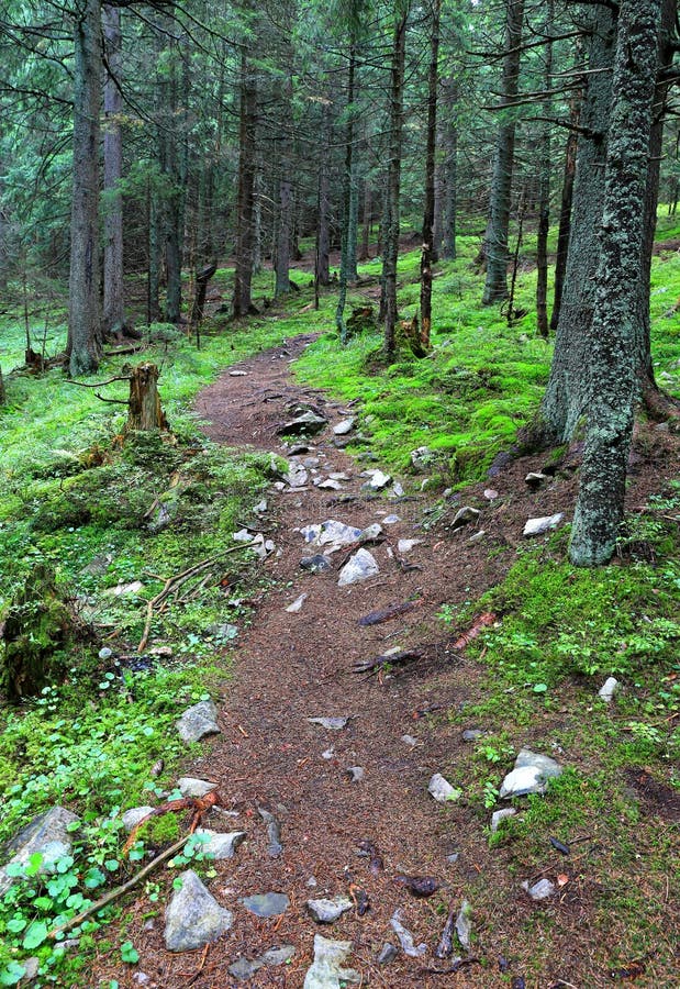 Pathway in forest stock image. Image of resources, environment - 78319211