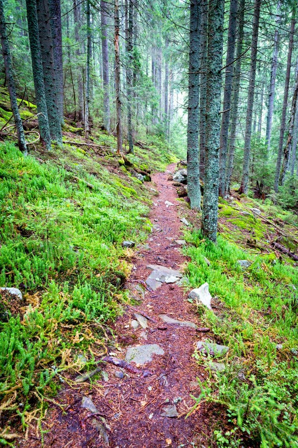 Pathway in forest stock image. Image of scenic, mountain - 81035997