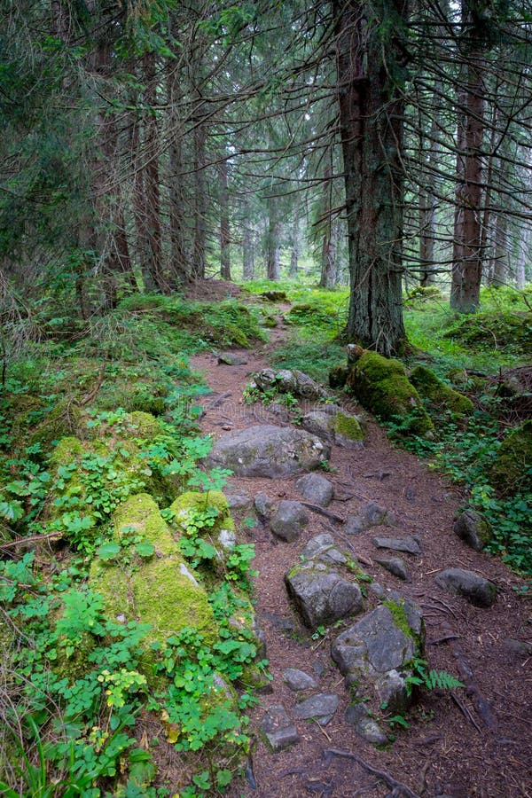 Mountain Pathway In Deep Forest Stock Image - Image of pine, beauty ...