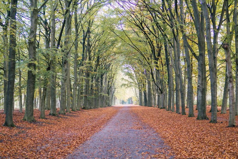 Pathway through a Forest Lined with Green Trees and Fallen Autumn ...