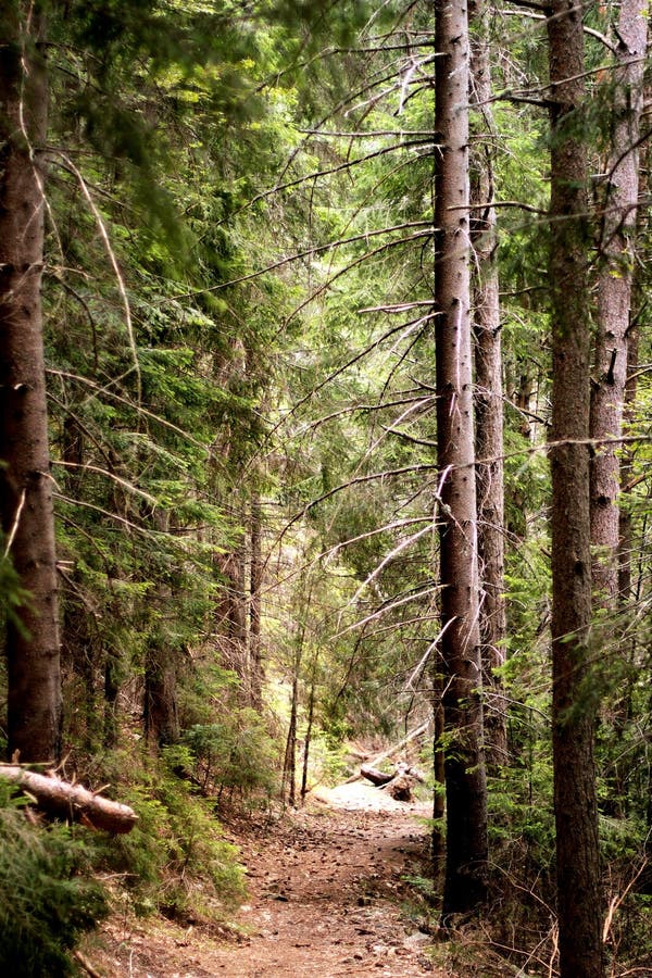 Pathway Into Forest Picture. Image: 2925488