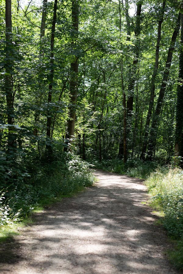 Pathway in the forest stock photo. Image of pathway - 254391996