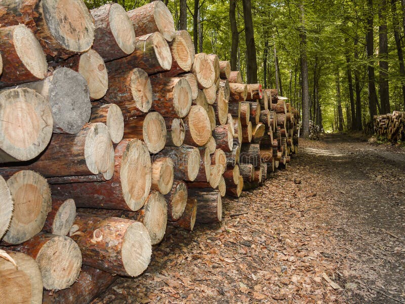 Pathway through a Forest with Neatly Stacked Logs on Both Sides Stock ...
