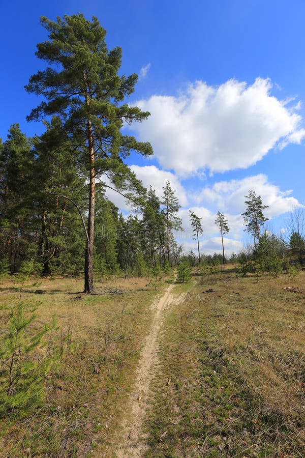 Pathway in forest stock photo. Image of outdoor, beauty - 39598516