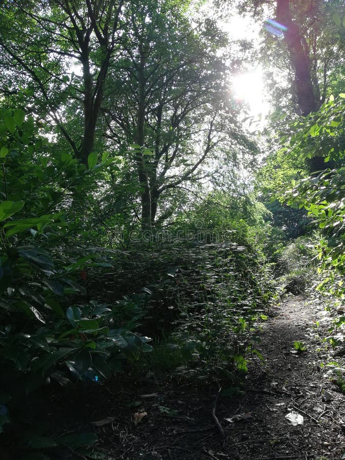 Pathway stock image. Image of park, path, forest, nature - 153639831