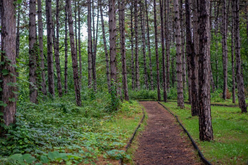 Pathway in the Forest Park with Pine Trees on a Cloudy Rainy Autumn Day ...