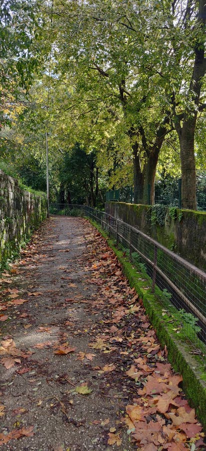 Pathway through the forest stock image. Image of colorful - 163634951