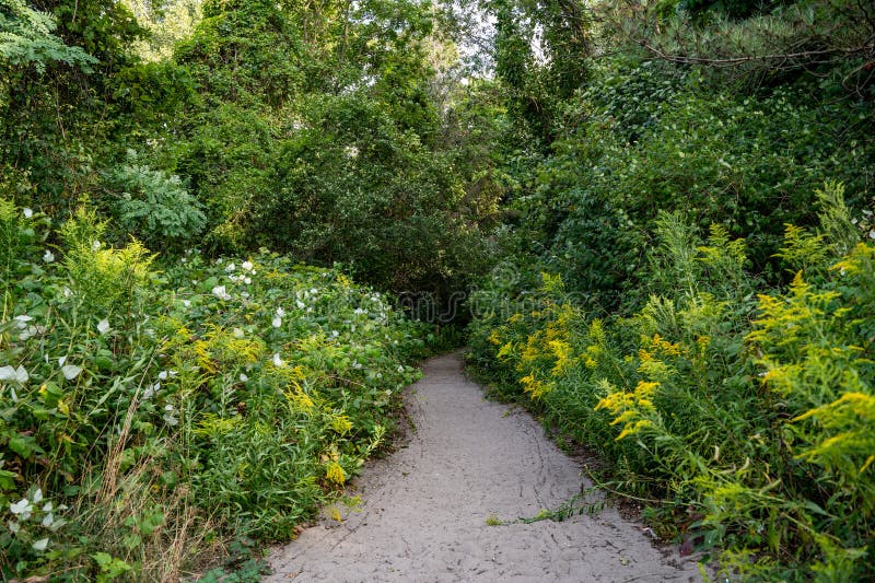 Pathway in the Forest. the Path in Nature Stock Image - Image of nature ...