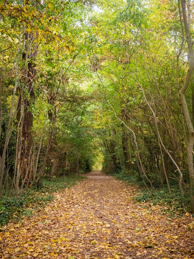 Pathway in a forest stock photo. Image of leaf, deciduous - 181374612