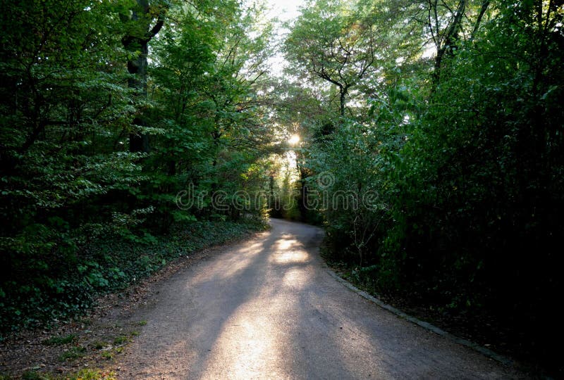 Pathway in the forest stock photo. Image of nature, autumn - 181375286