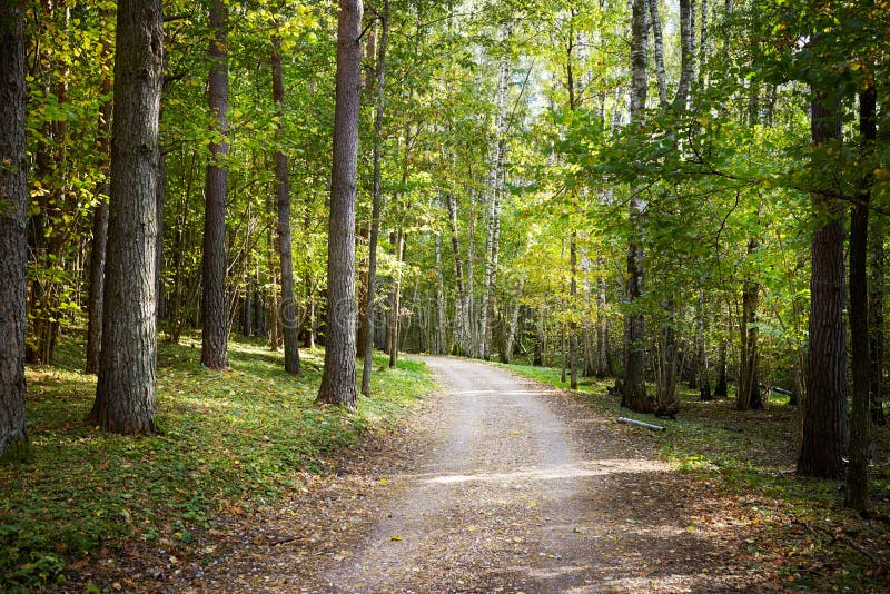 Pathway in the forest stock photo. Image of casting, autumn - 11984048