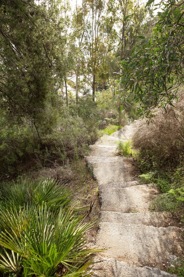 Pathway through a forest stock photo. Image of tree - 150164928