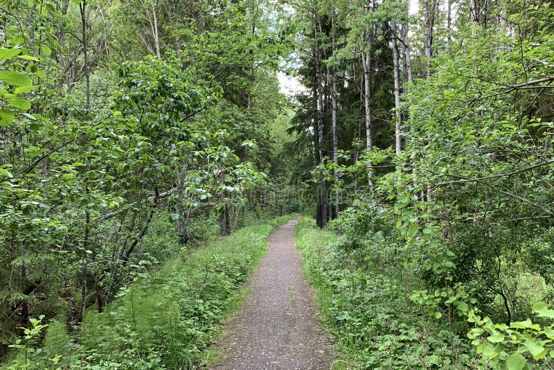 A Pathway in a Forest on Summer Day Stock Photo - Image of tree, wood ...