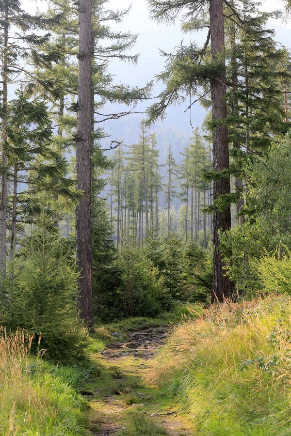 Pathway in forest stock photo. Image of hike, pine, mist - 270166548