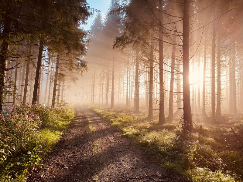 Pathway in the Forest at Sunlight Stock Photo - Image of season, forest ...