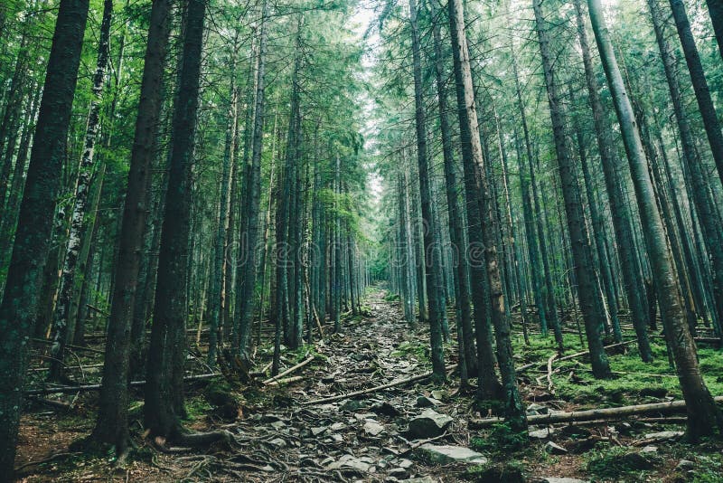 Pathway in the Forest with Sunlight Backgrounds. Stock Image - Image of ...
