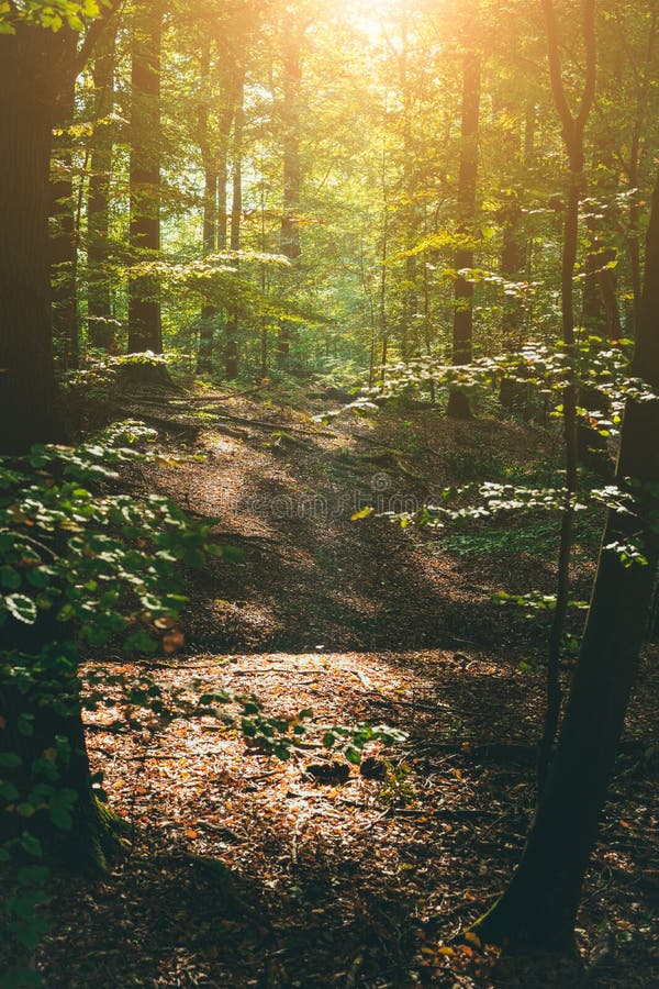 Pathway in the Forest with Sunlight Flares Stock Photo - Image of ...