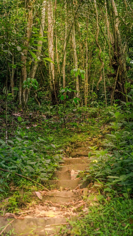 Pathway in the forest stock photo. Image of beauty, path - 99653230