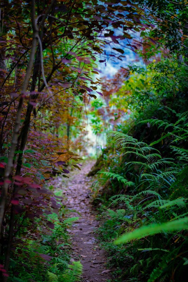 Pathway in the Forest Surrounded by Wild Plants and Trees Stock Photo ...