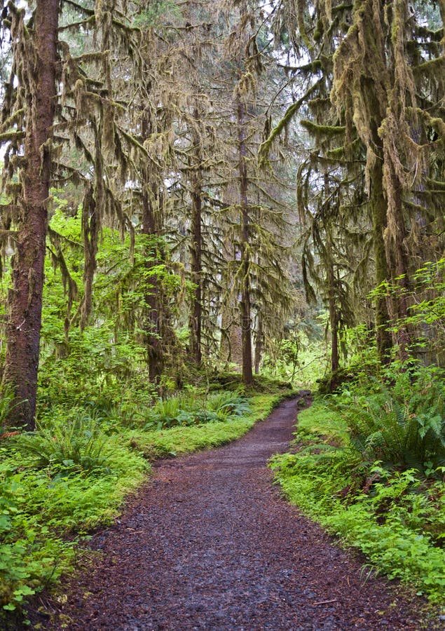 Pathway in Forest with Tall Trees Stock Photo - Image of walking, trees ...