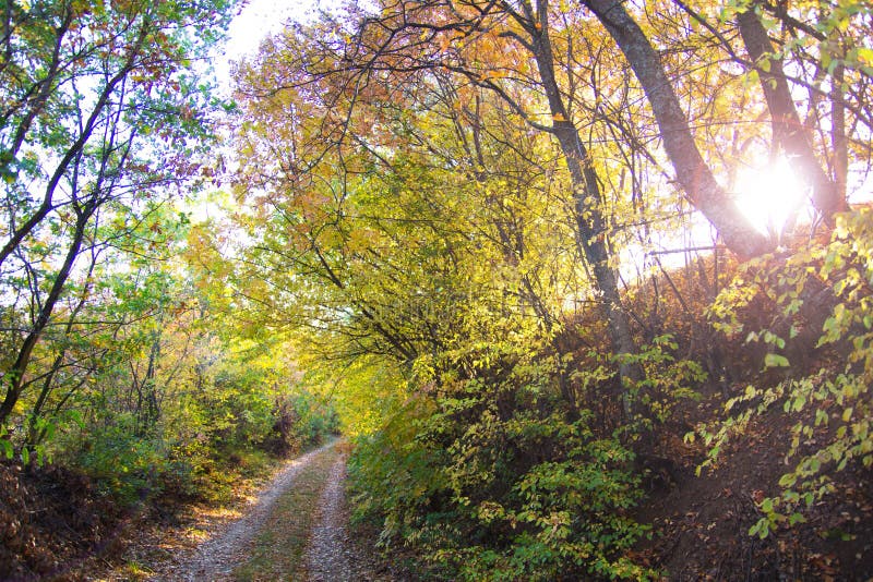 Pathway in the Forest stock image. Image of park, brown - 58102065