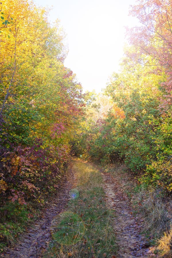 Pathway in the Forest stock image. Image of october, colorful - 58252603