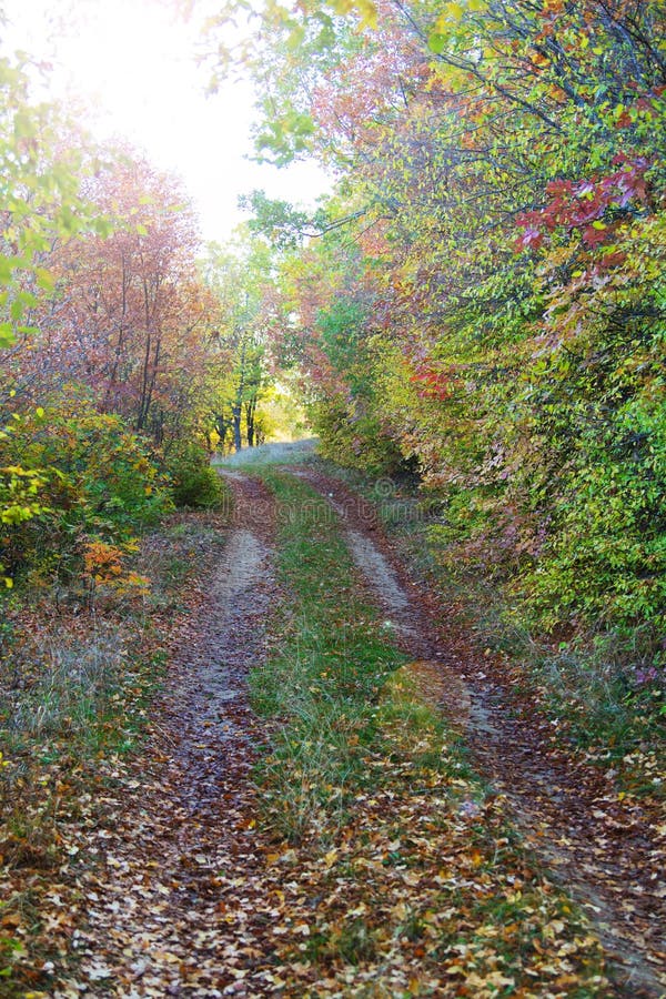 Pathway in the Forest stock image. Image of outdoor, morning - 58502871