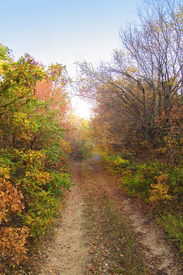Pathway in the Forest stock photo. Image of backlit, november - 58502908