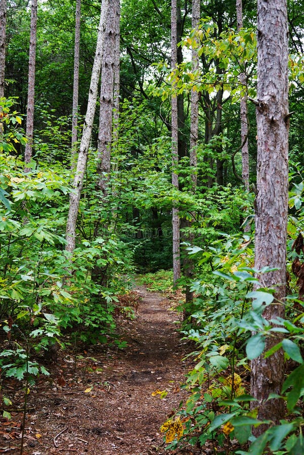 Deep Deciduous Forest of USA in October with the Pathway Stock Image ...