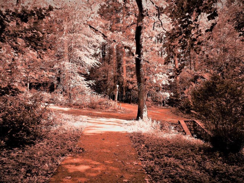 A Pathway in a Forest with Trees Around Stock Photo - Image of spring ...